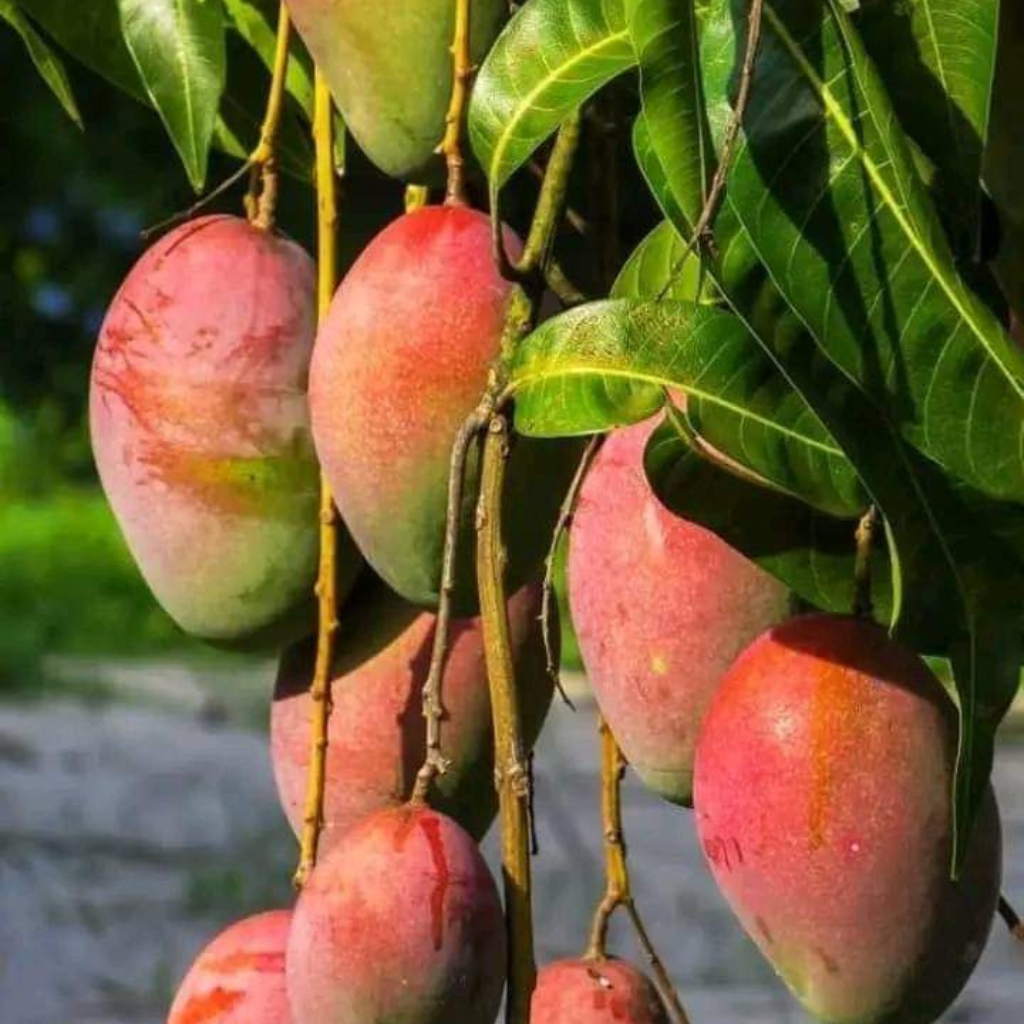 Kent Mango Seedlings - EARTHMOUNT GLOBAL LIMITED