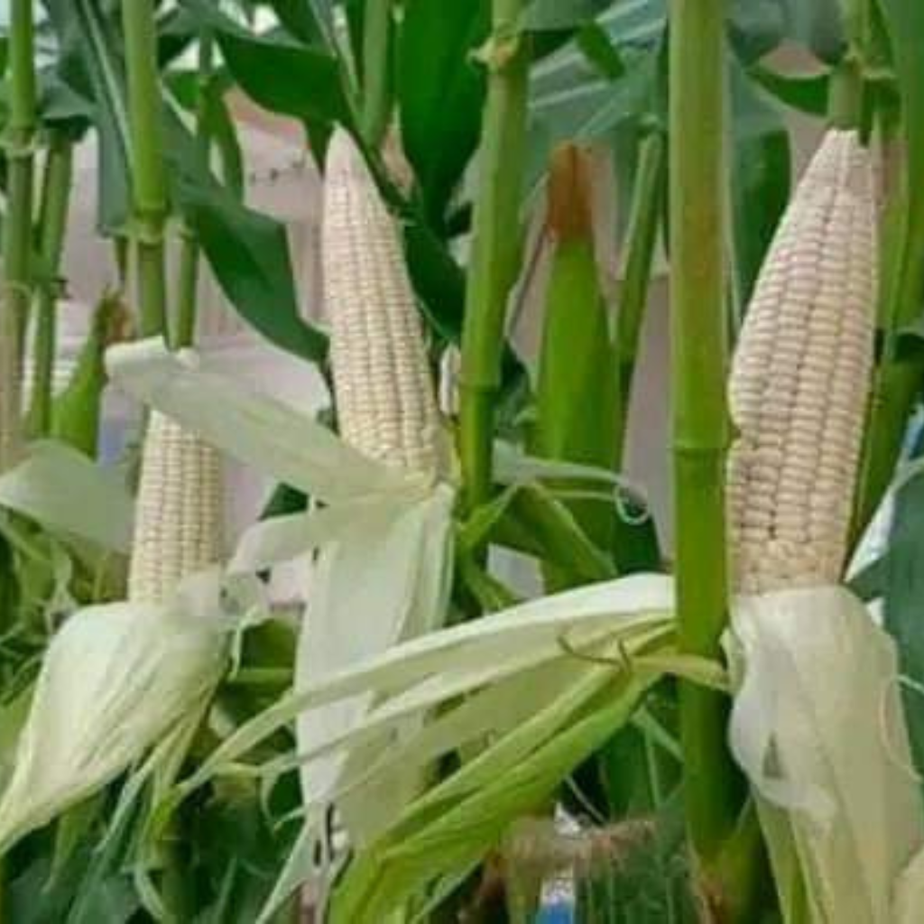 Indigenous Maize Seedlings - EARTHMOUNT GLOBAL LIMITED